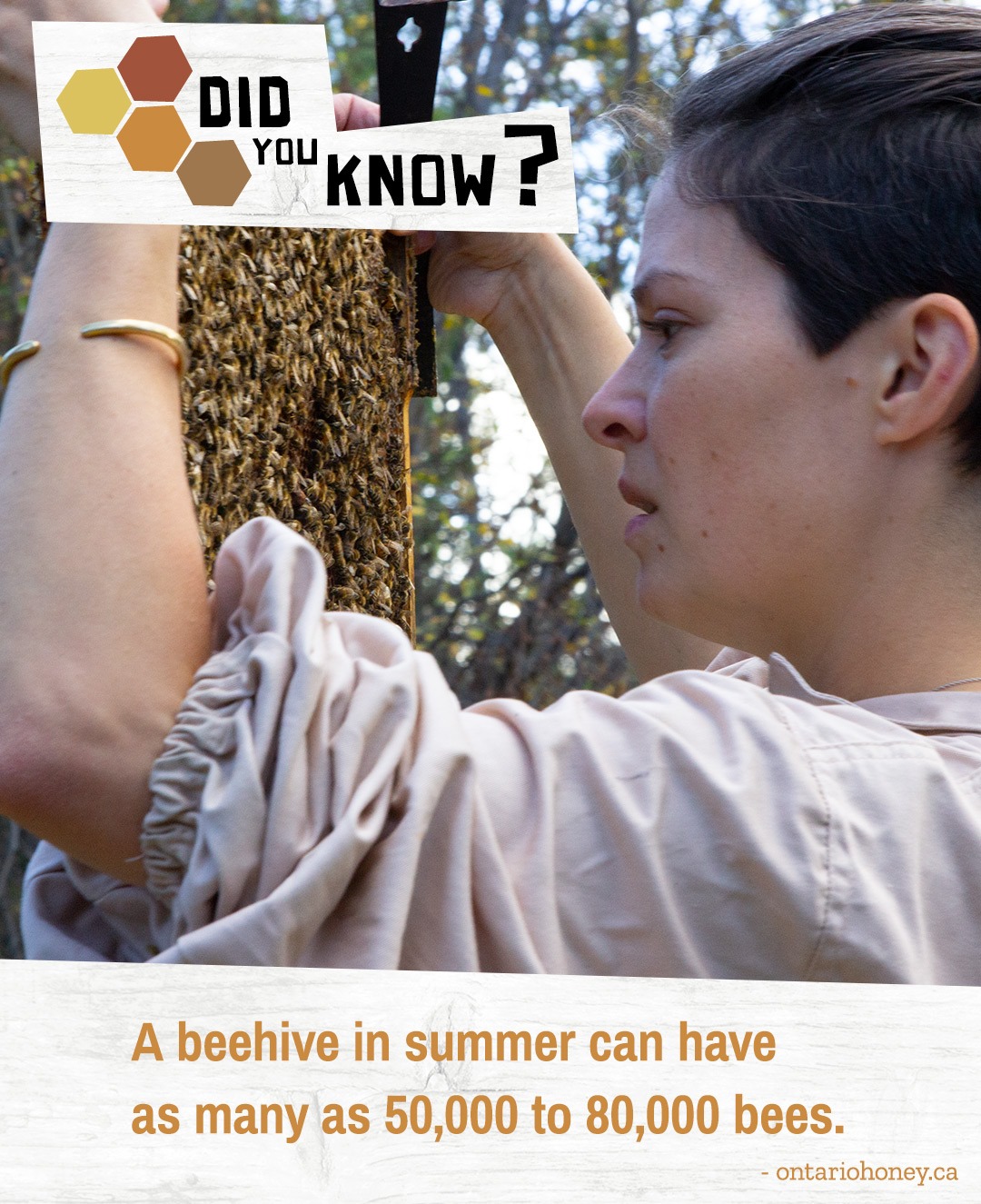 The Foyer | Learning how to bee